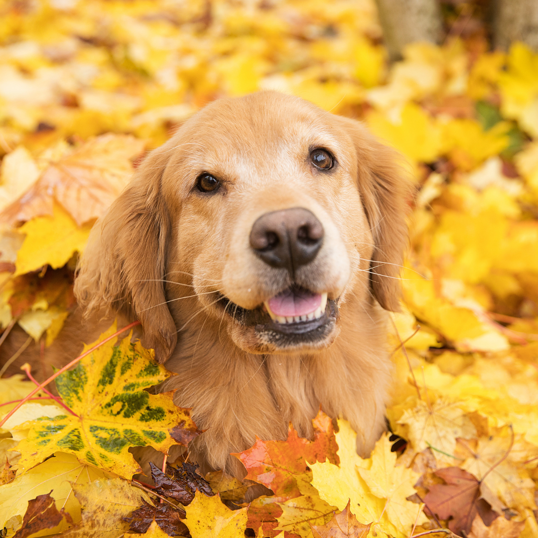 September Dog Grooming: Transitioning Your Pup's Care for Fall – PointPet