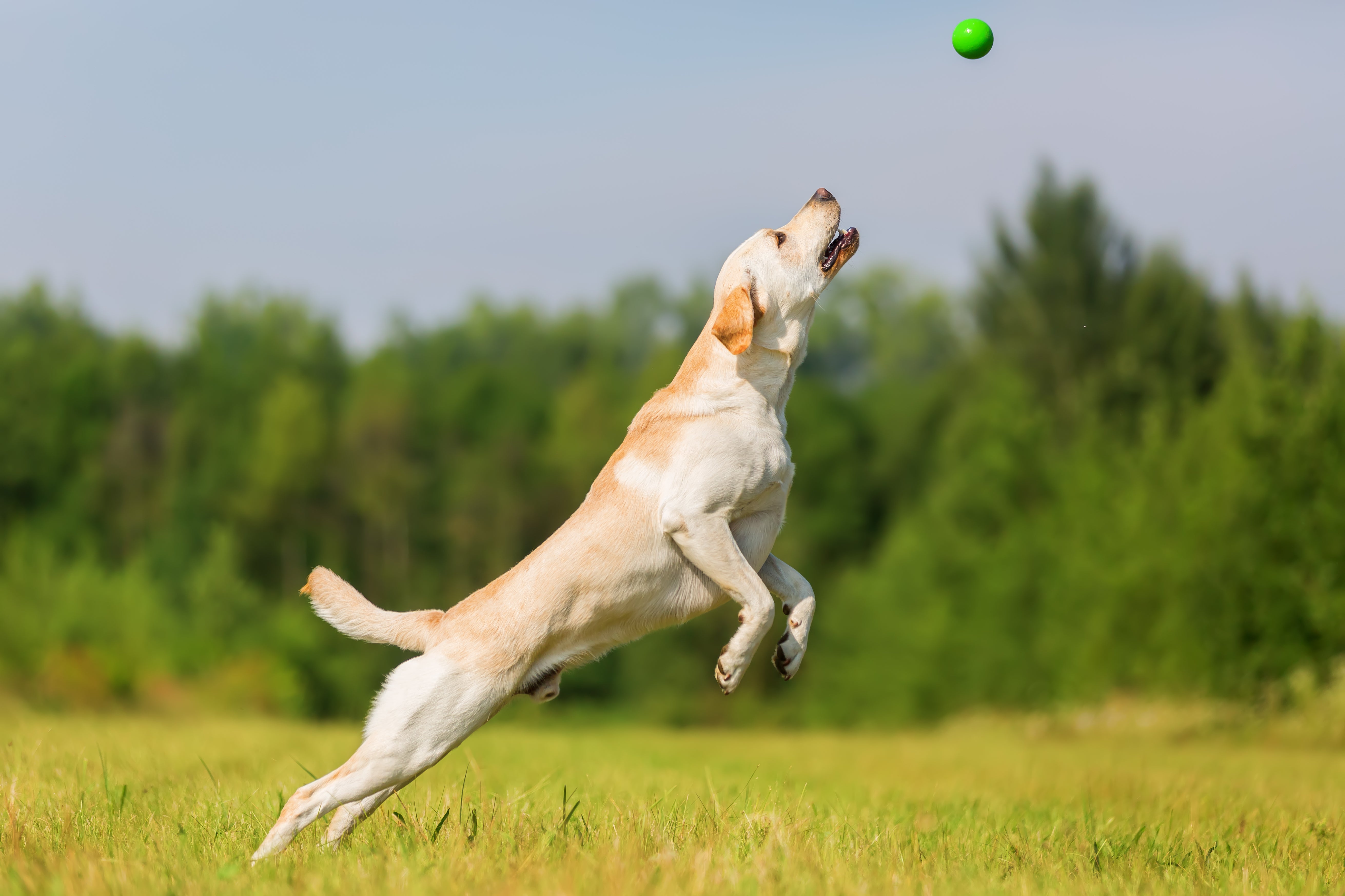7 Best Vegetables For A Healthy Pup PointPet 7-best-vegetables-for-a-healthy-pup-pointpet